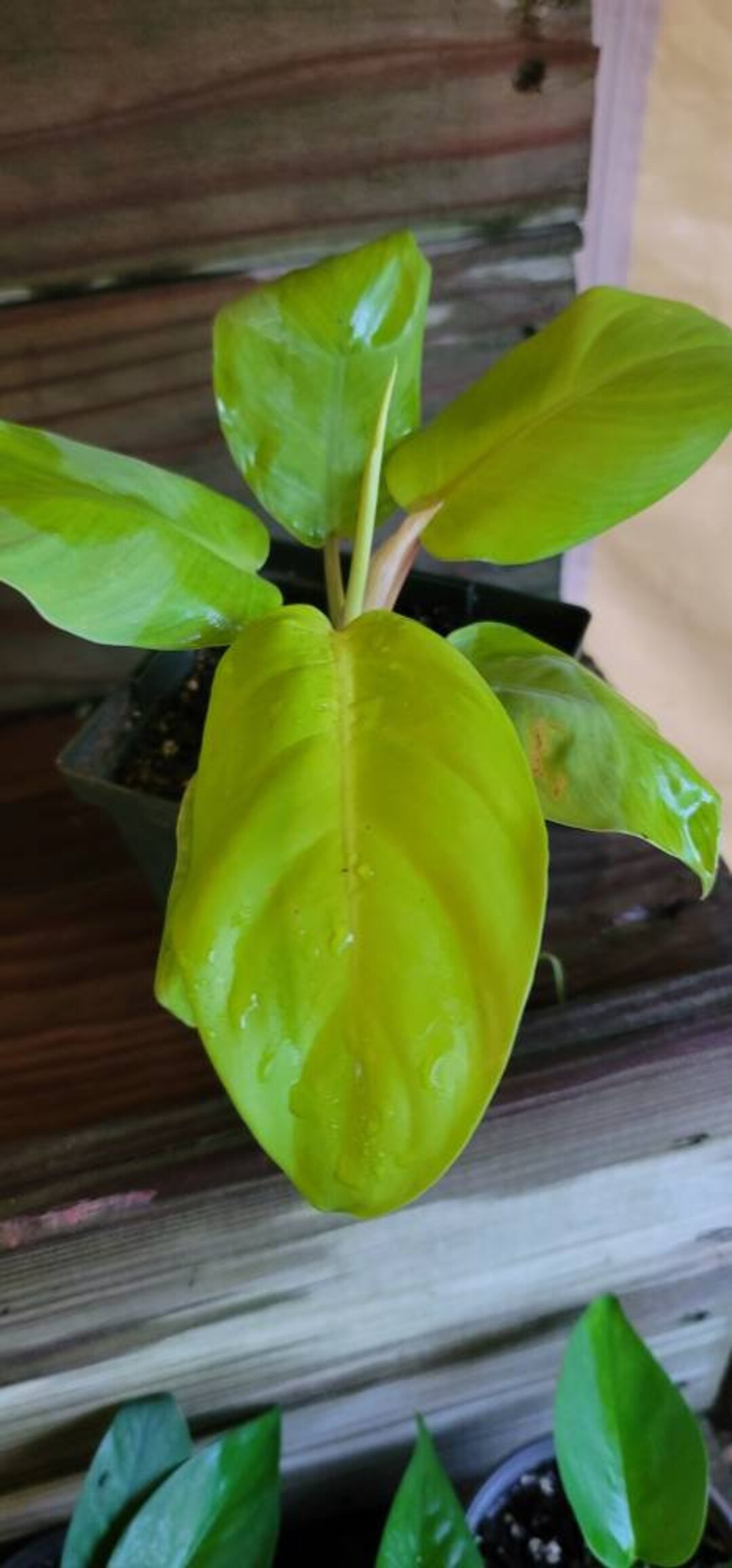 Golden Goddess Philodendron - Etsy