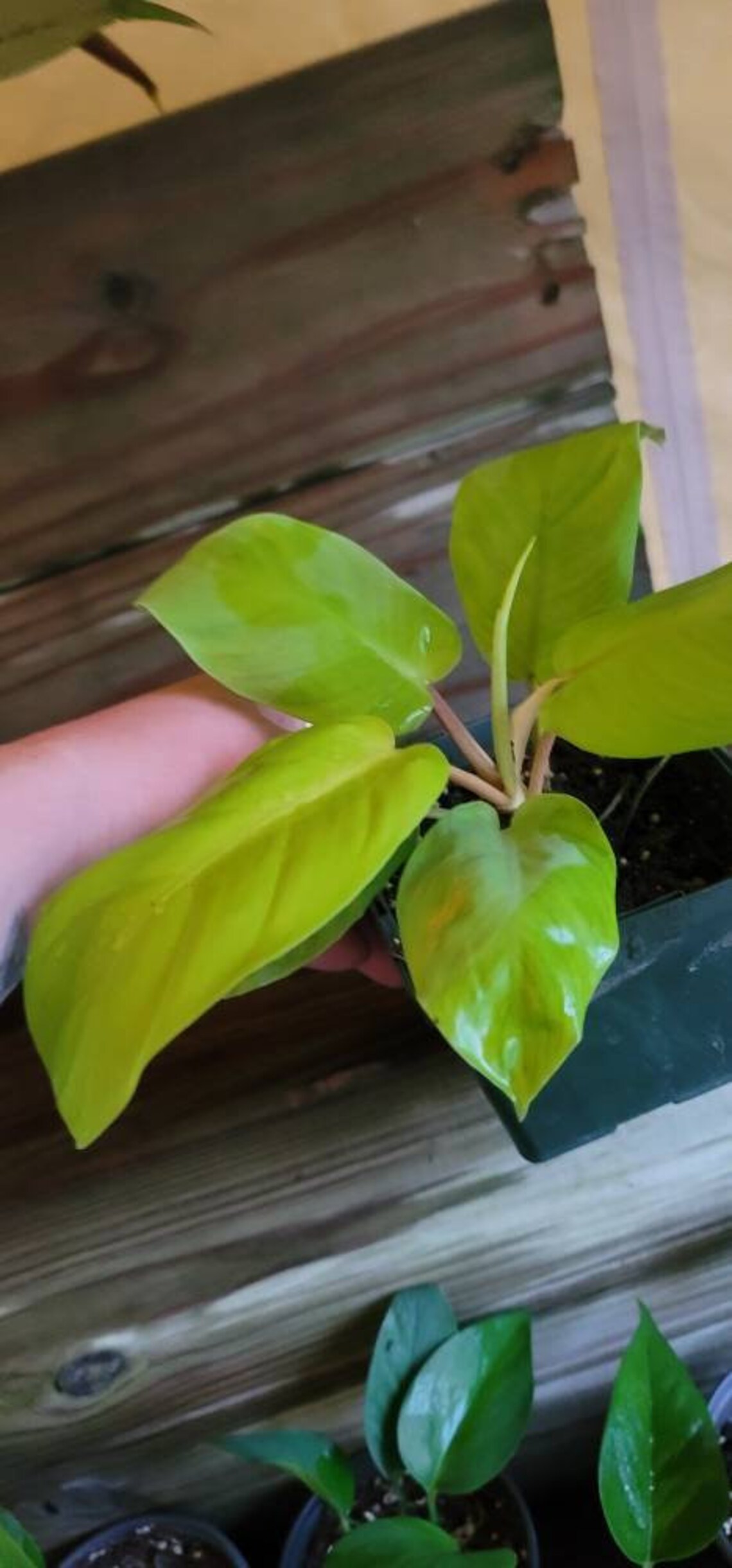 Golden Goddess Philodendron - Etsy