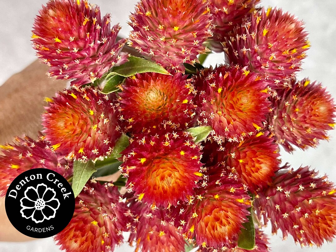Air Dried Red Globe Amaranth/gomphrena Blossoms 50 Count Great Decor ...