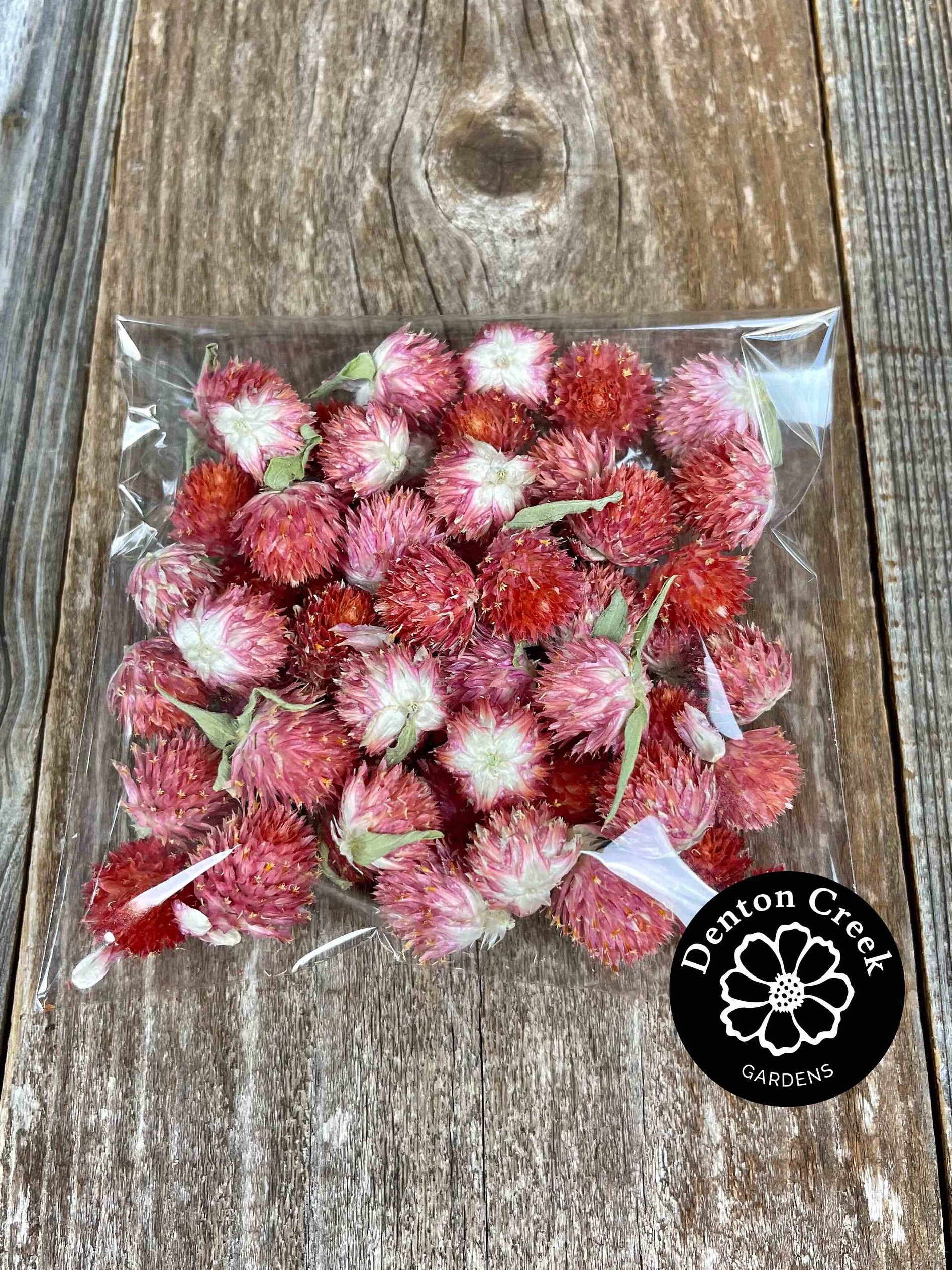 Dried Red Globe Amaranth/gomphrena Blossoms 50 Count Great for Crafts ...