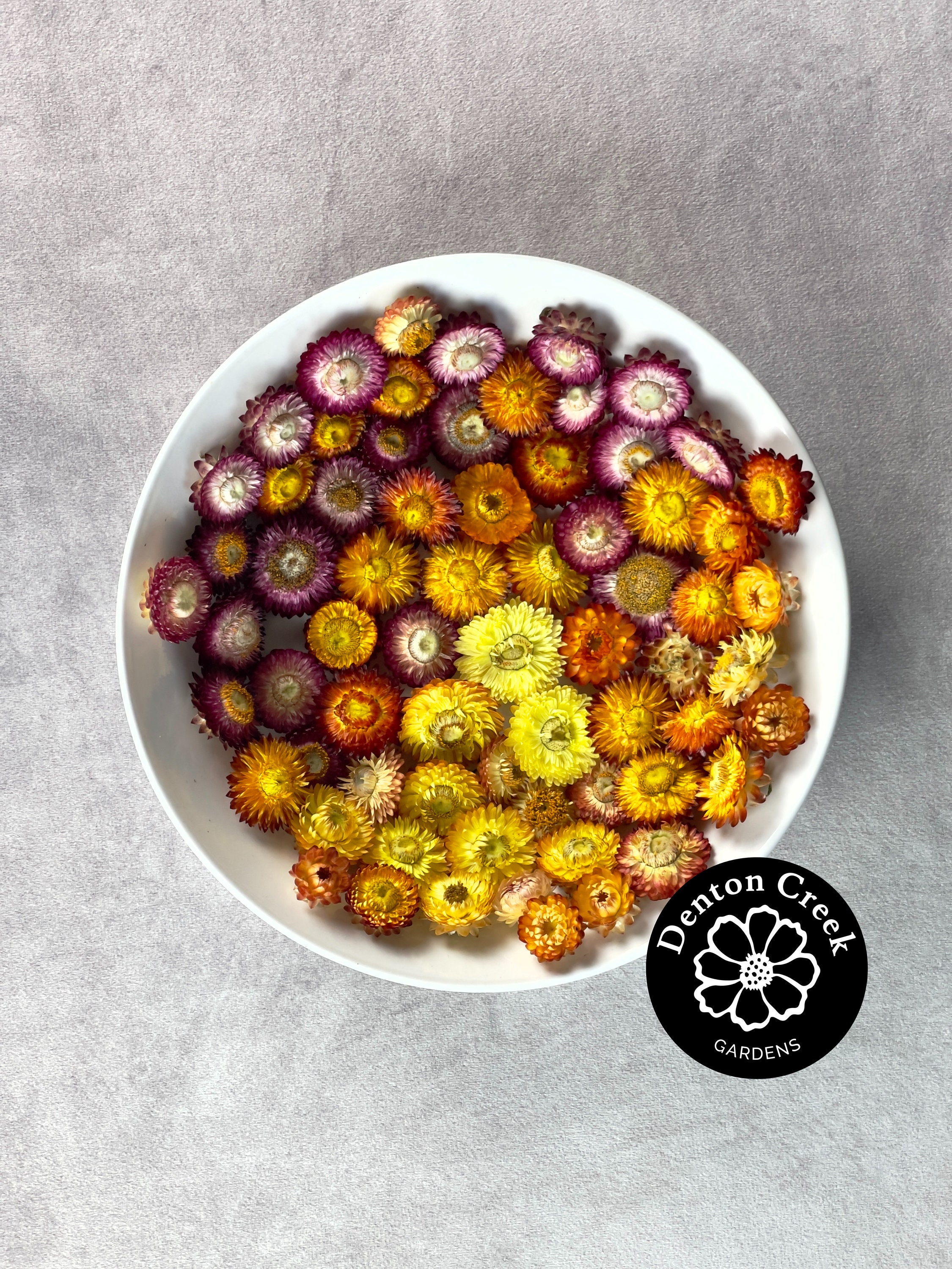 20 Dried Strawflower Heads MULTI Colored Great for Crafts - Etsy