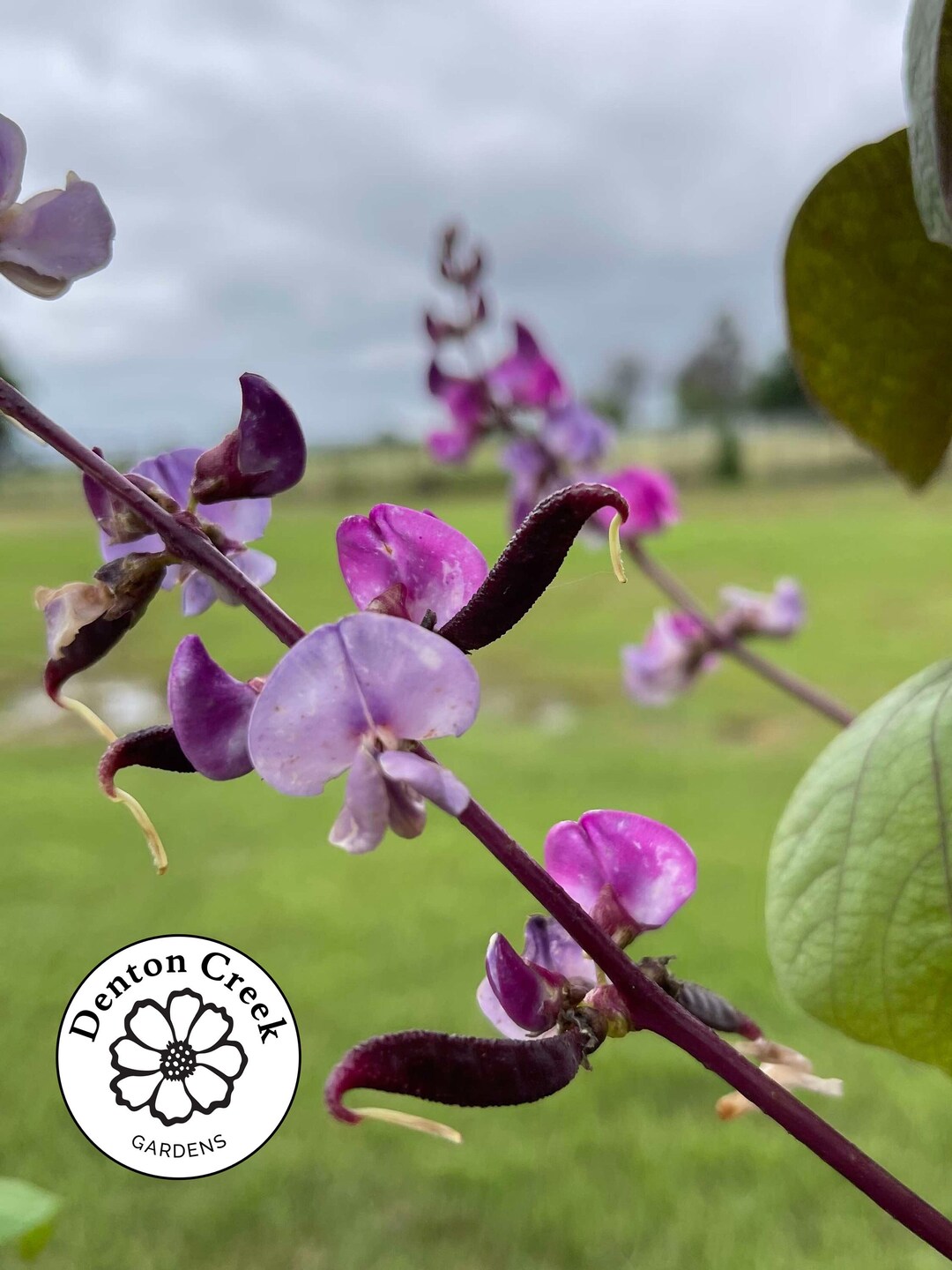 Purple Hyacinth Bean Seeds - 15 Count Pack for Full Sun, Climbing Vine ...