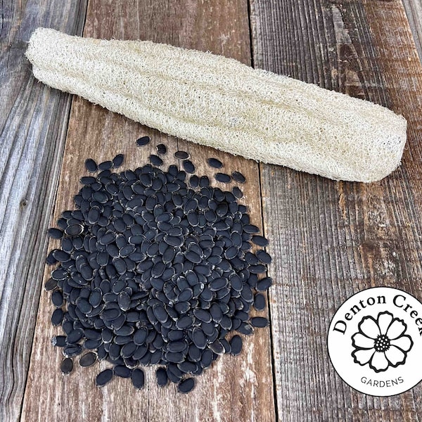 Luffa Seeds - Etsy
