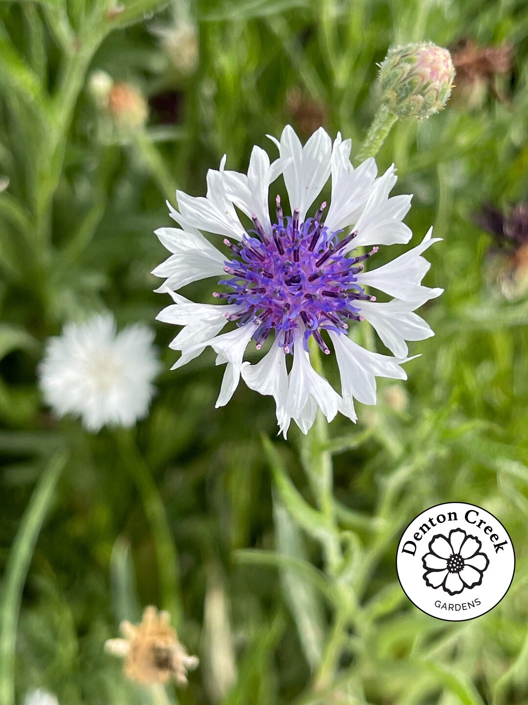 CLASSIC FANTASTIC Cornflower 40 SEEDS Bachelor Buttons Centaurea - Etsy