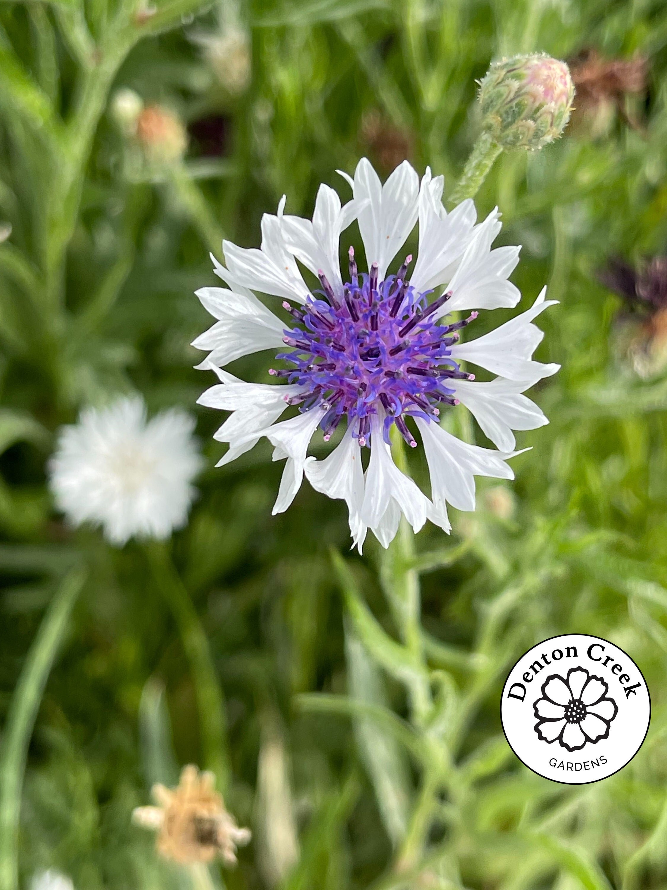 CLASSIC FANTASTIC Cornflower 40 SEEDS Bachelor Buttons - Etsy