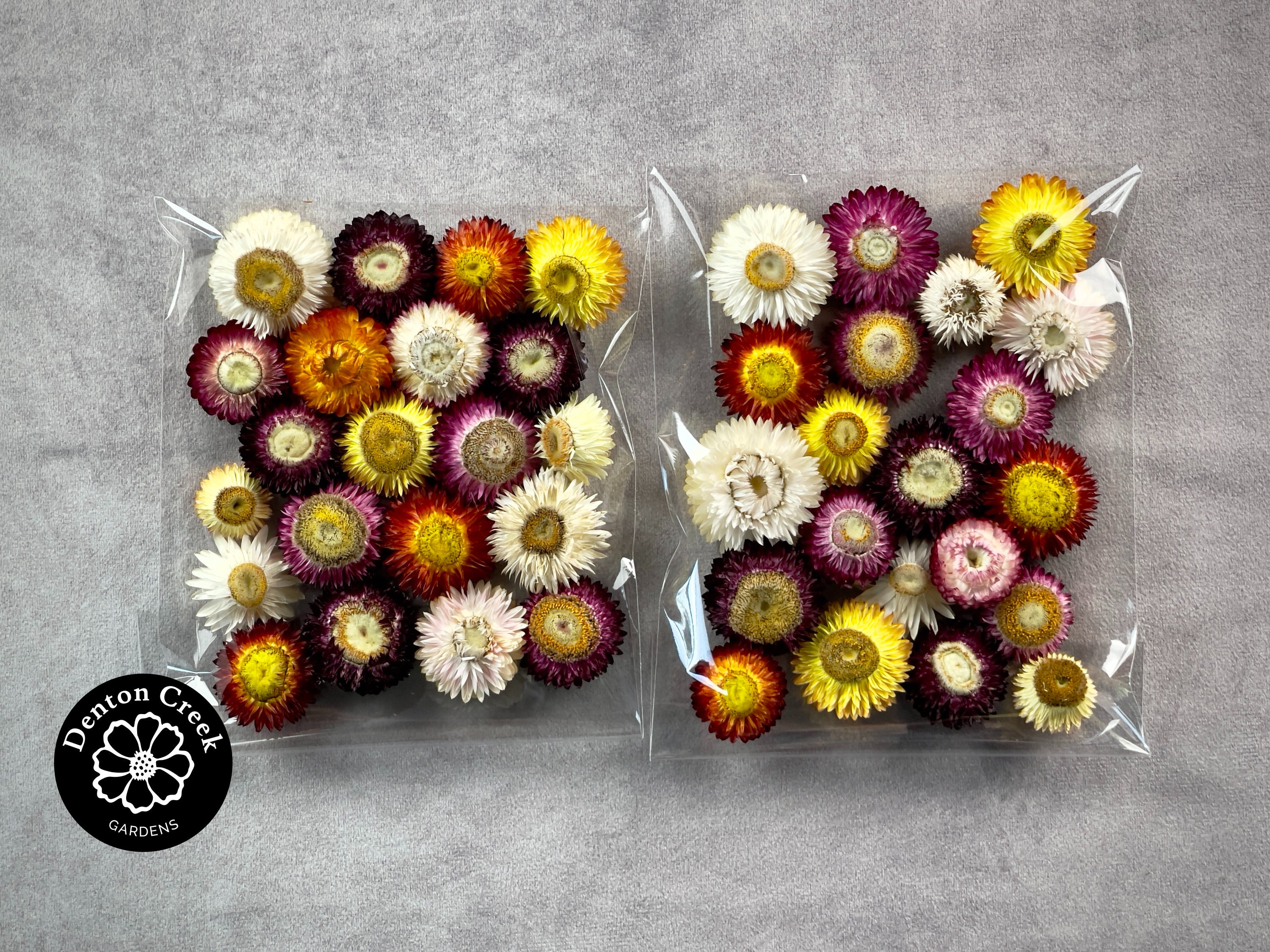 20 Dried Strawflower Heads MULTI Colored Great for Crafts - Etsy
