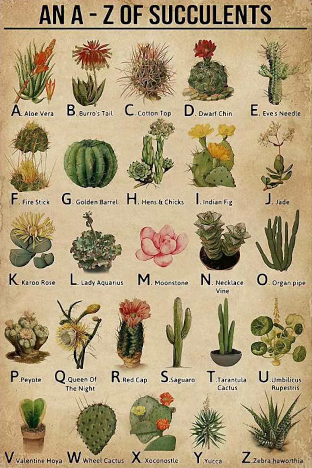 An A – Z of Succulents Poster Home Decor Wall Decor - Etsy