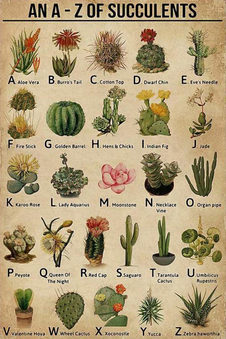 An A – Z of Succulents Poster Home Decor Wall Decor - Etsy