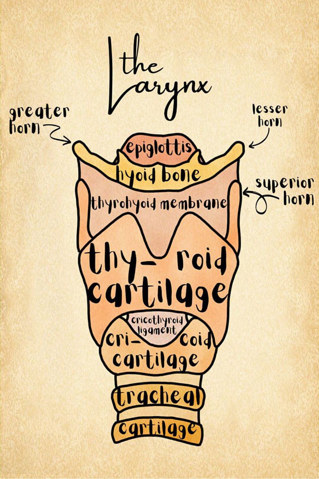 Vintage the Larynx, Anatomy and Physiology Larynx Diagram Home Decor ...
