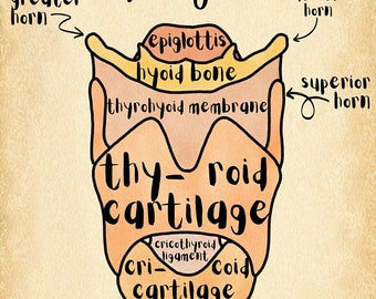 Vintage Larynx Anatomy - Etsy