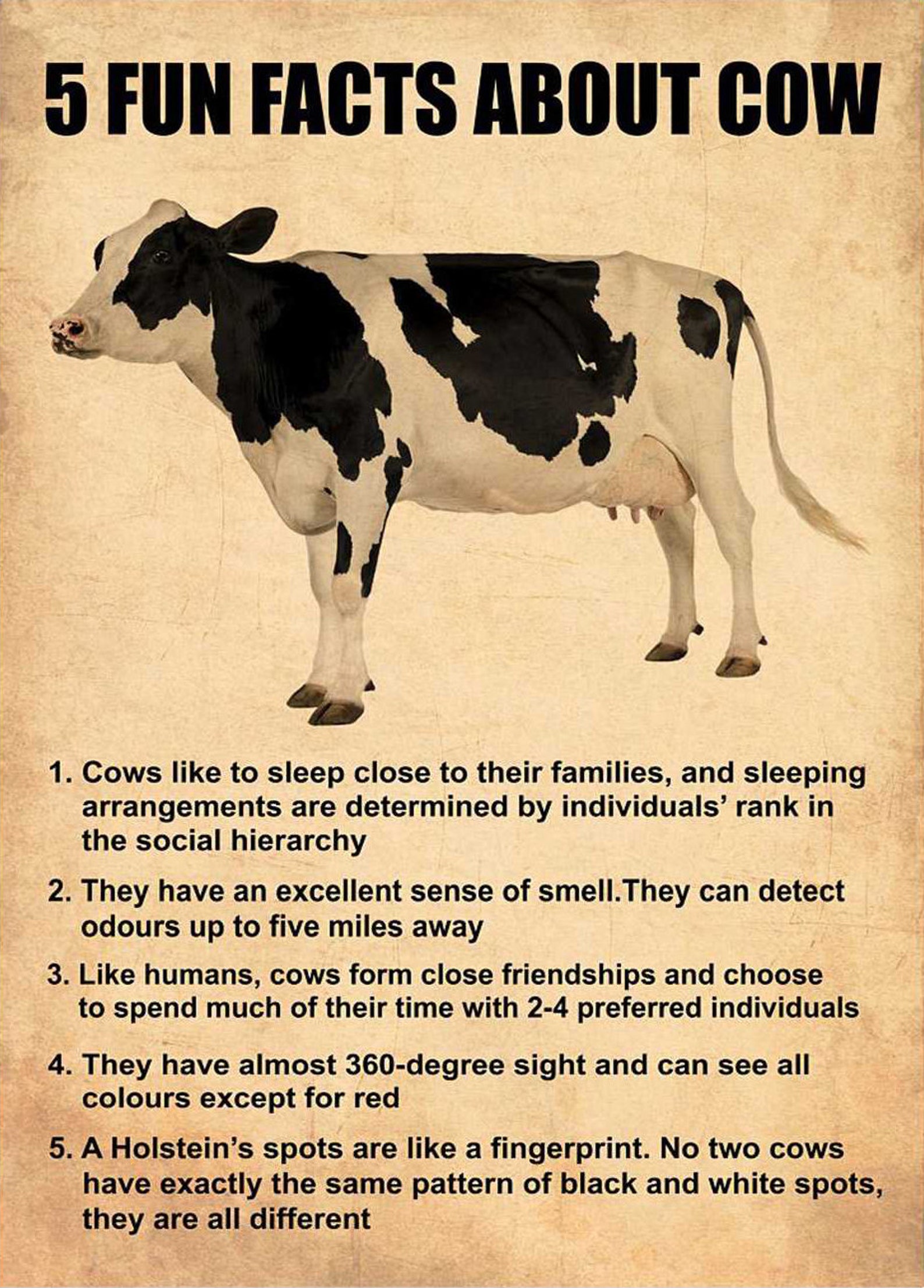 Vintage Dairy Cow Fun Fact, 5 Fun Facts About Cow, Cows Like Sleep ...