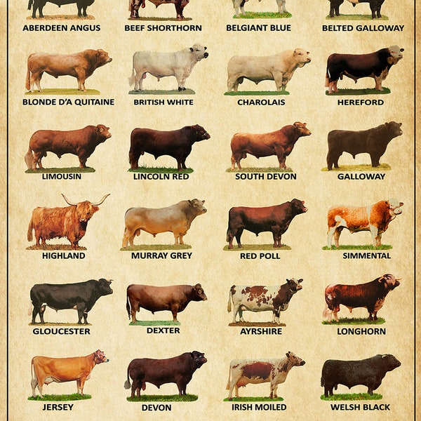 Cattle Breeds - Etsy