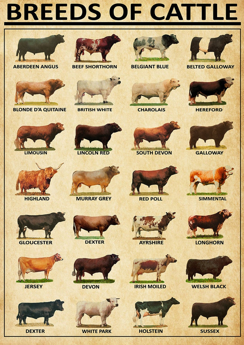 Cow Breeds, Breeds of Beef Cattle Vintage Home Decor Wall Decor - Etsy