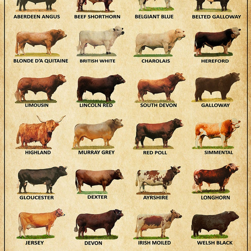 Cattle Breeds - Etsy