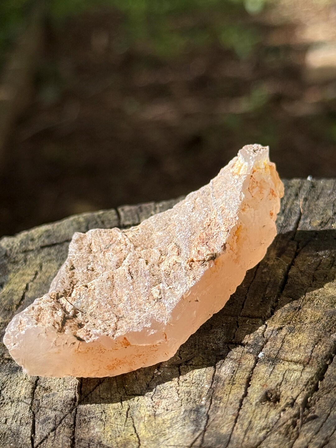 Agate Limb Cast From Central Oregon - Etsy