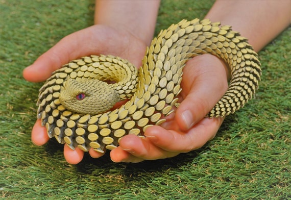 Baby Bush Viper