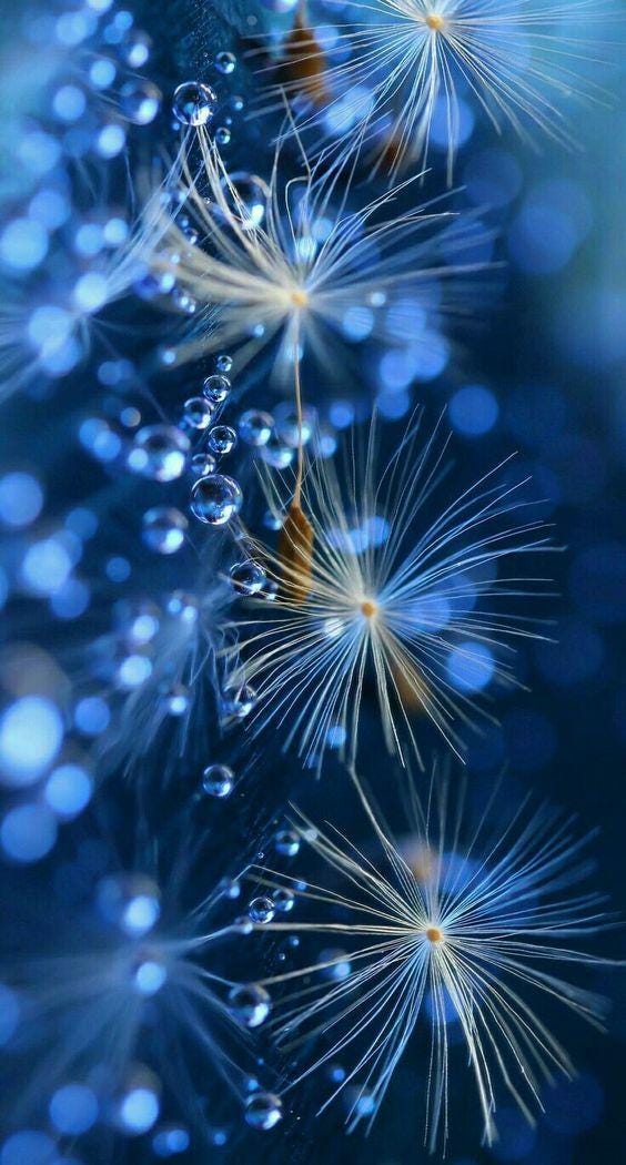 Dandelion Glass Wall Art, Tempered Glass Dandelion Print, Minimalist ...
