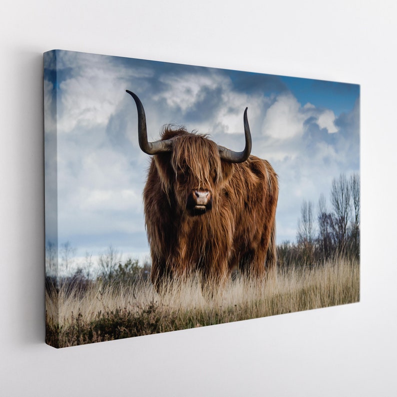 Highland Cattle Canvas Print, Highland Cow Wall Art, Highland Cow Print ...