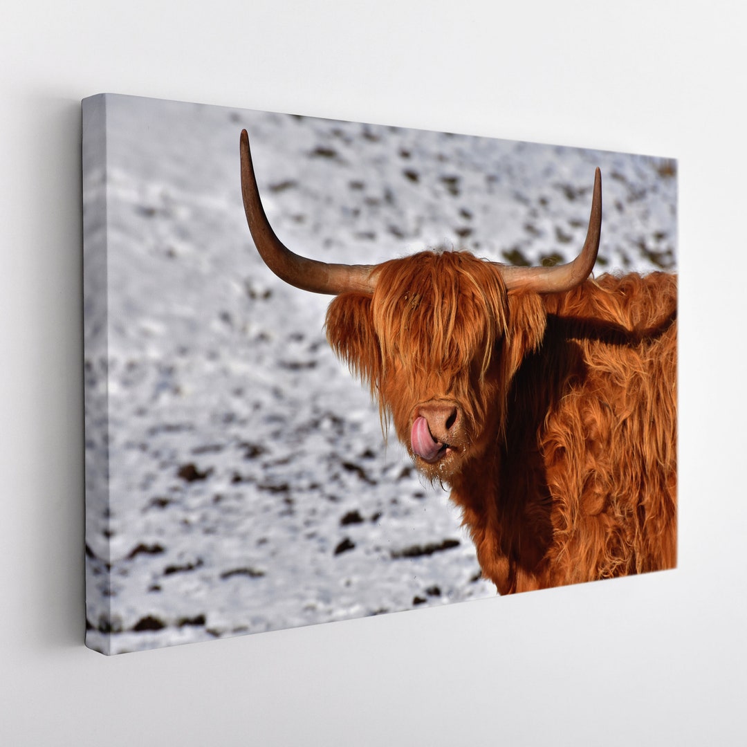 Highland Cow Canvas Print, Licky Highland Cow Wall Art, Licky Cow ...