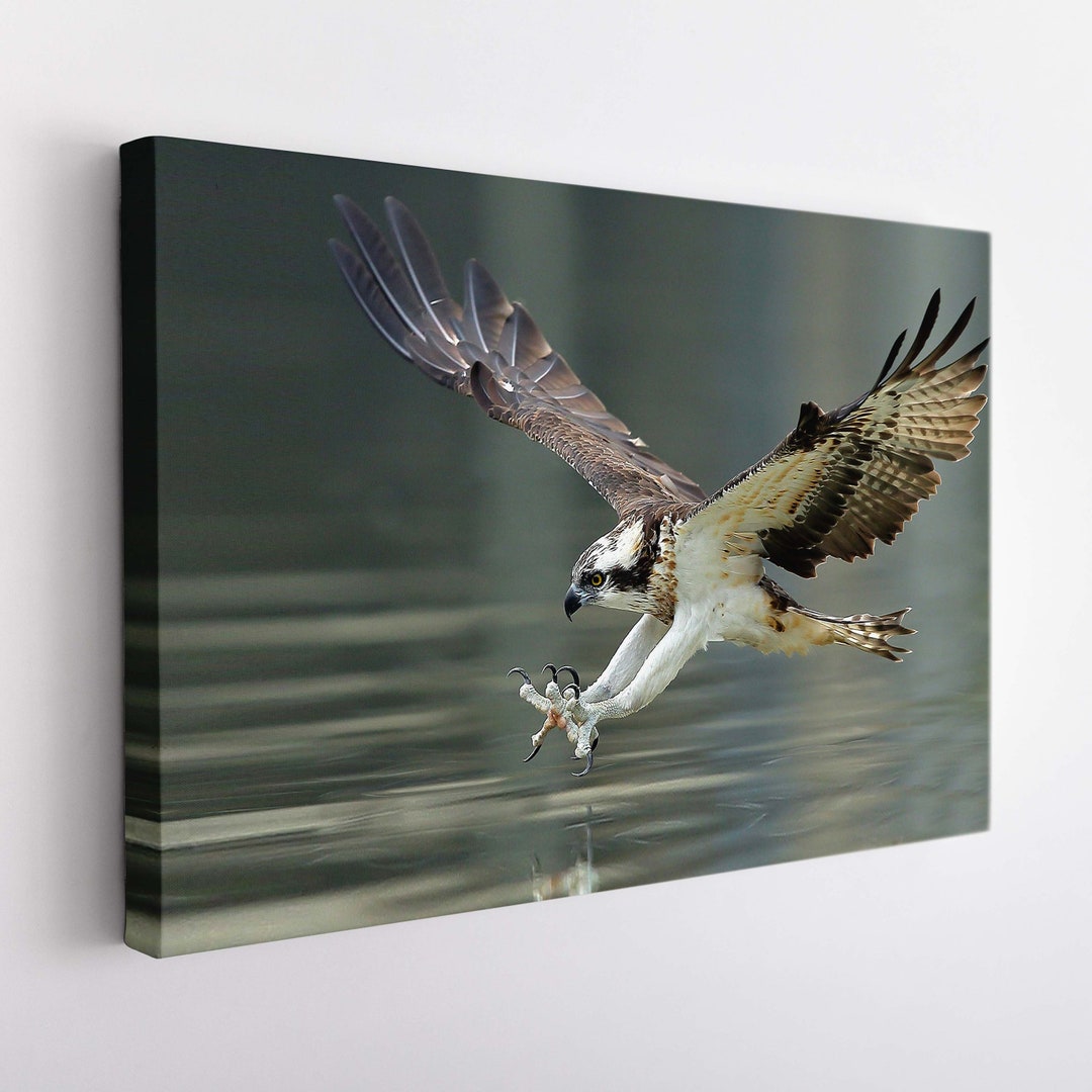 Osprey Canvas Print, Birds Wall Art, Sea Hawk Canvas Art - Etsy