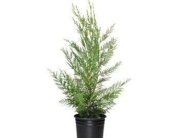 Murray Cypress Tree - Etsy