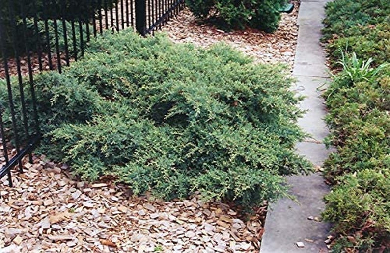 Juniper Nicks Compacta Live Plants Juniperus Chinensis - Etsy