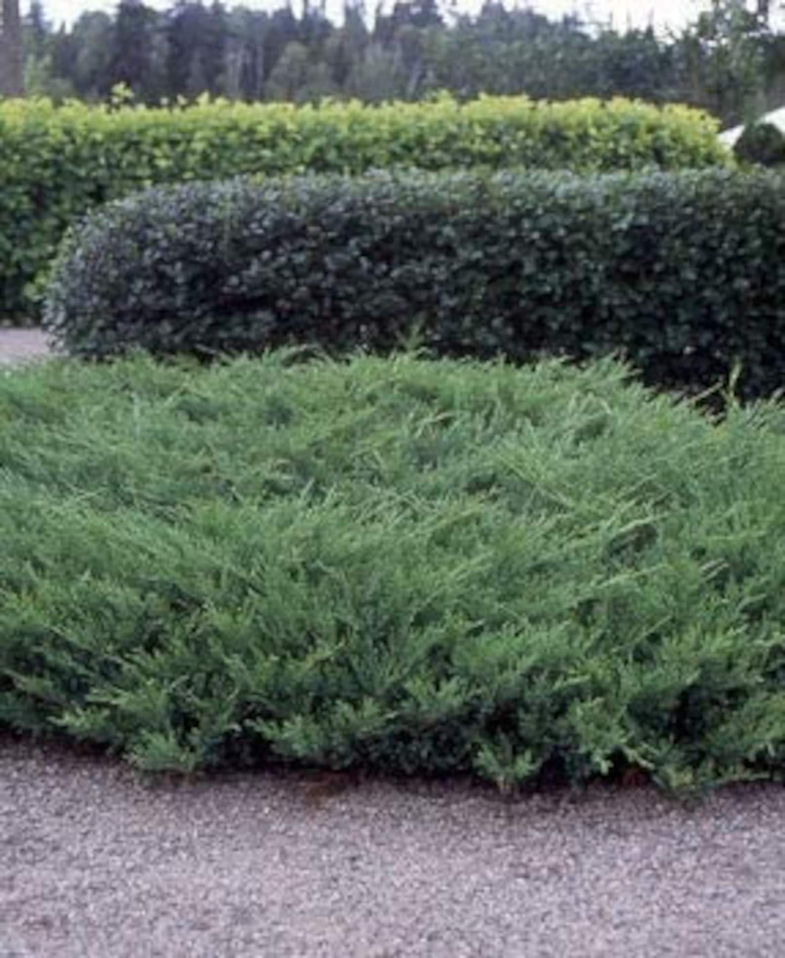 Juniper Nicks Compacta Live Plants Juniperus Chinensis - Etsy