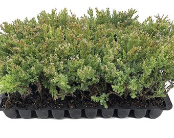 Juniper Ground Cover - Etsy