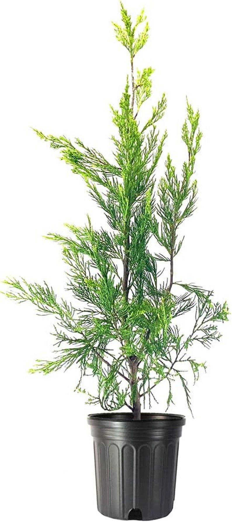 Hetzi Columnar Juniper Live Gallon Size Tree Juniperus - Etsy
