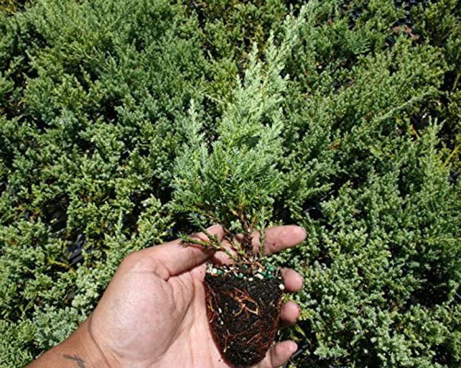 Juniper Nicks Compacta Live Plants Juniperus Chinensis - Etsy