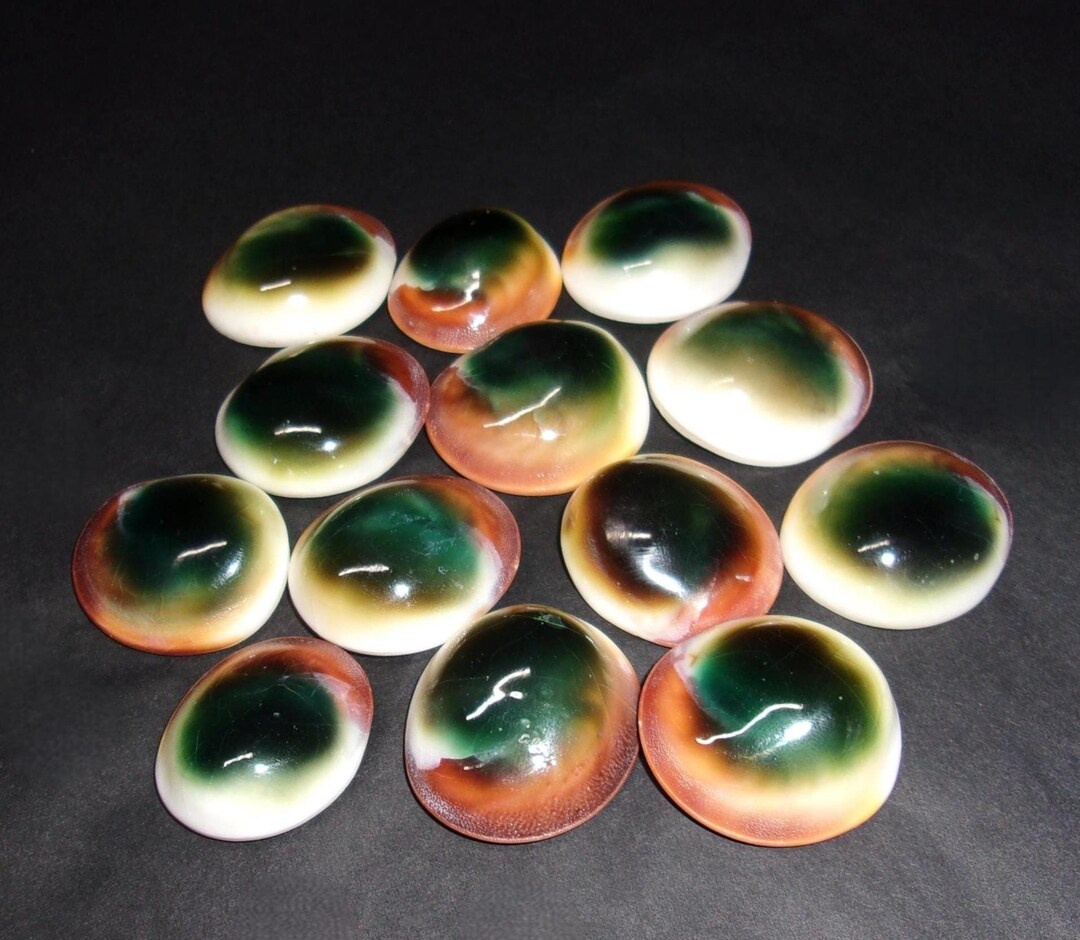 Large Green Cat's Eye Shells - Shiva Shells, Protection Spells, Ward ...