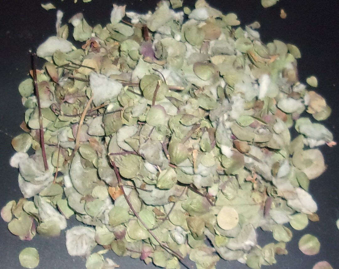 Organic Dittany of Crete Herb - Attraction Spells, Witchcraft Herbs for ...