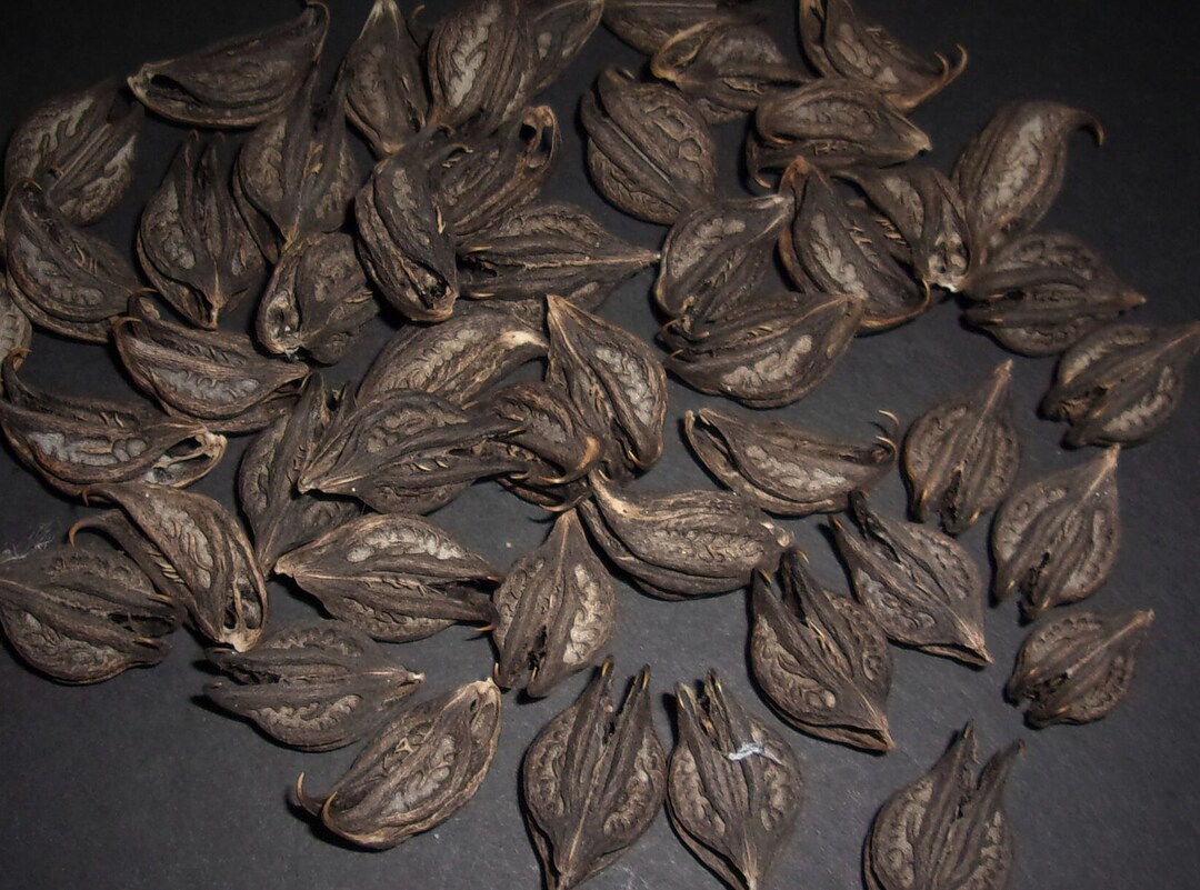 Devil Head Pods - Bat Nuts, Protection Spells, Witchcraft Herbs for ...