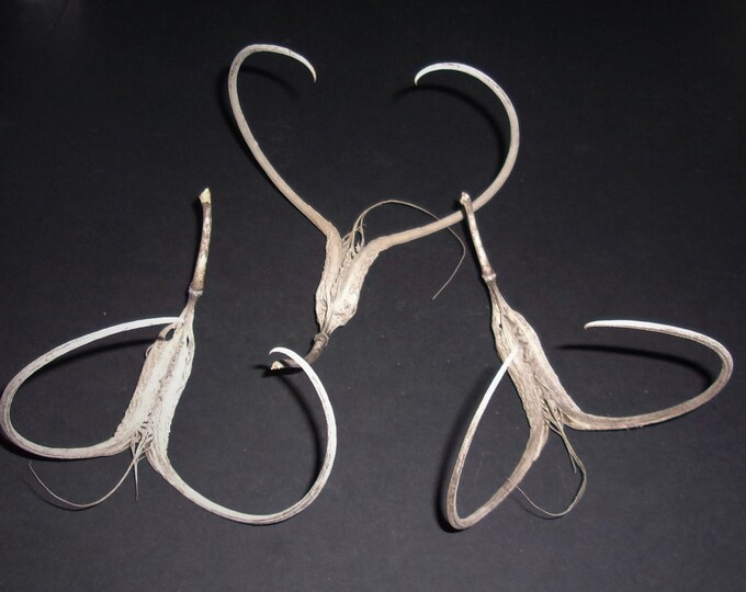 Devil's Claw Seed Pods, Unicorn Plant, Devil's Horn, Doubleclaw ...