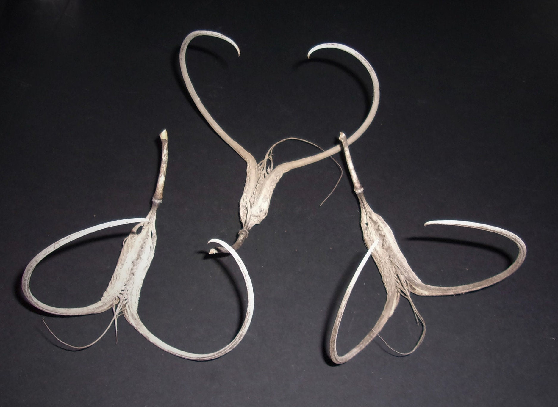 Devil's Claw Seed Pods Unicorn Plant Devil's Horn - Etsy Australia