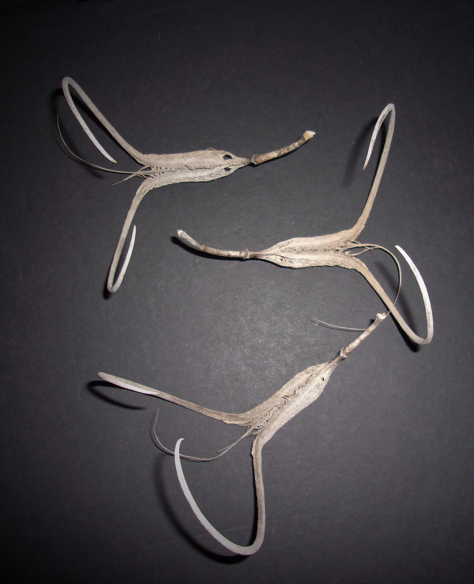 Devil's Claw Seed Pods Unicorn Plant Devil's Horn - Etsy Australia