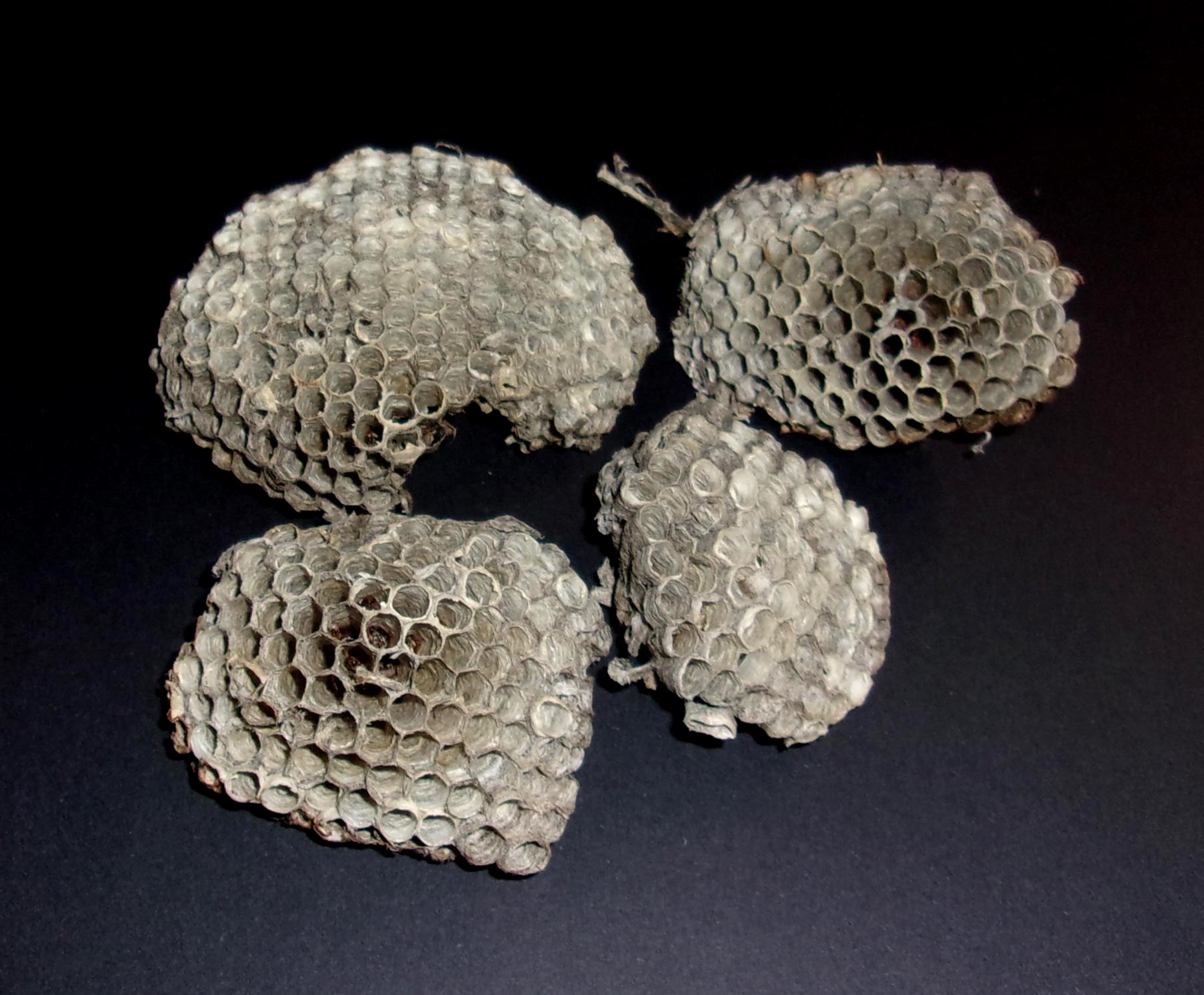 Wasp Nests – Hoodoo Protection, Revenge Spells, Altar Tools, Occult ...