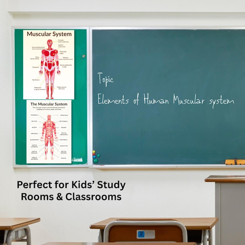 Human Muscular System Anatomy Poster Set: Educational Charts (digital ...