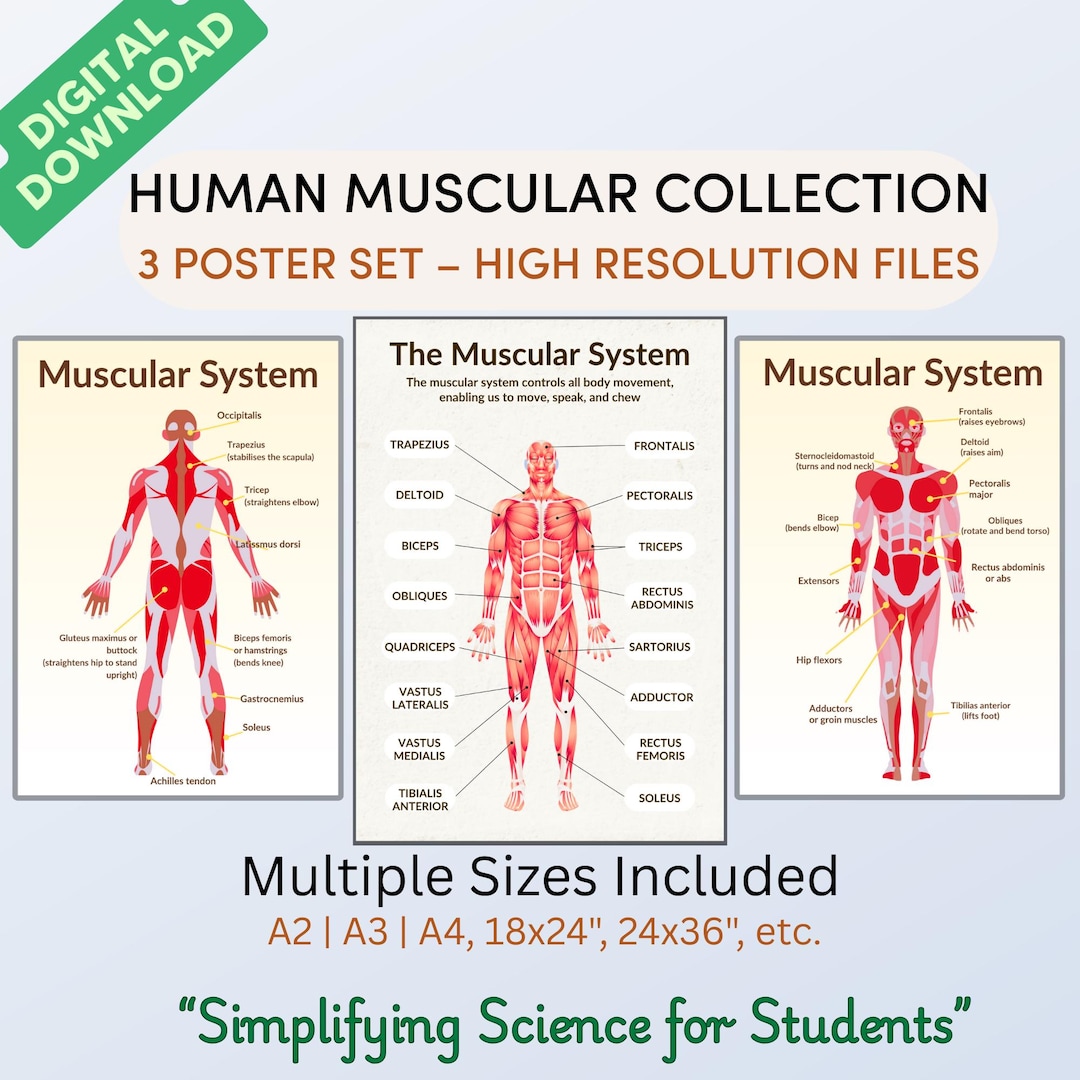 Human Muscular System Anatomy Poster Set: Educational Charts (digital ...