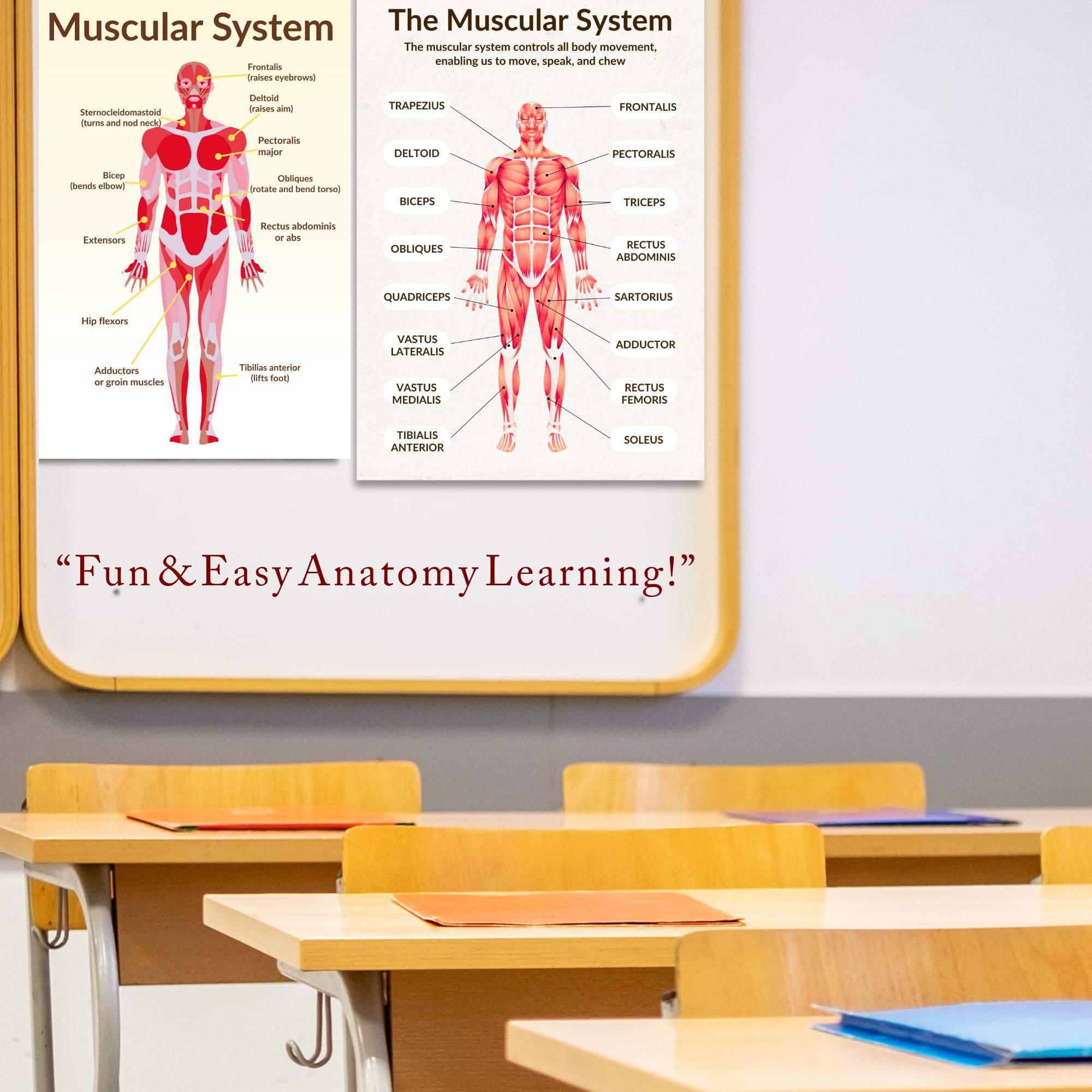 Human Muscular System Anatomy Poster Set: Educational Charts (digital ...