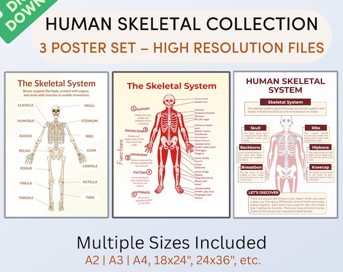 The Skeletal System Poster - Etsy Canada