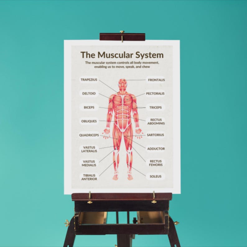 Human Muscular System Anatomy Poster Set: Educational Charts (digital ...