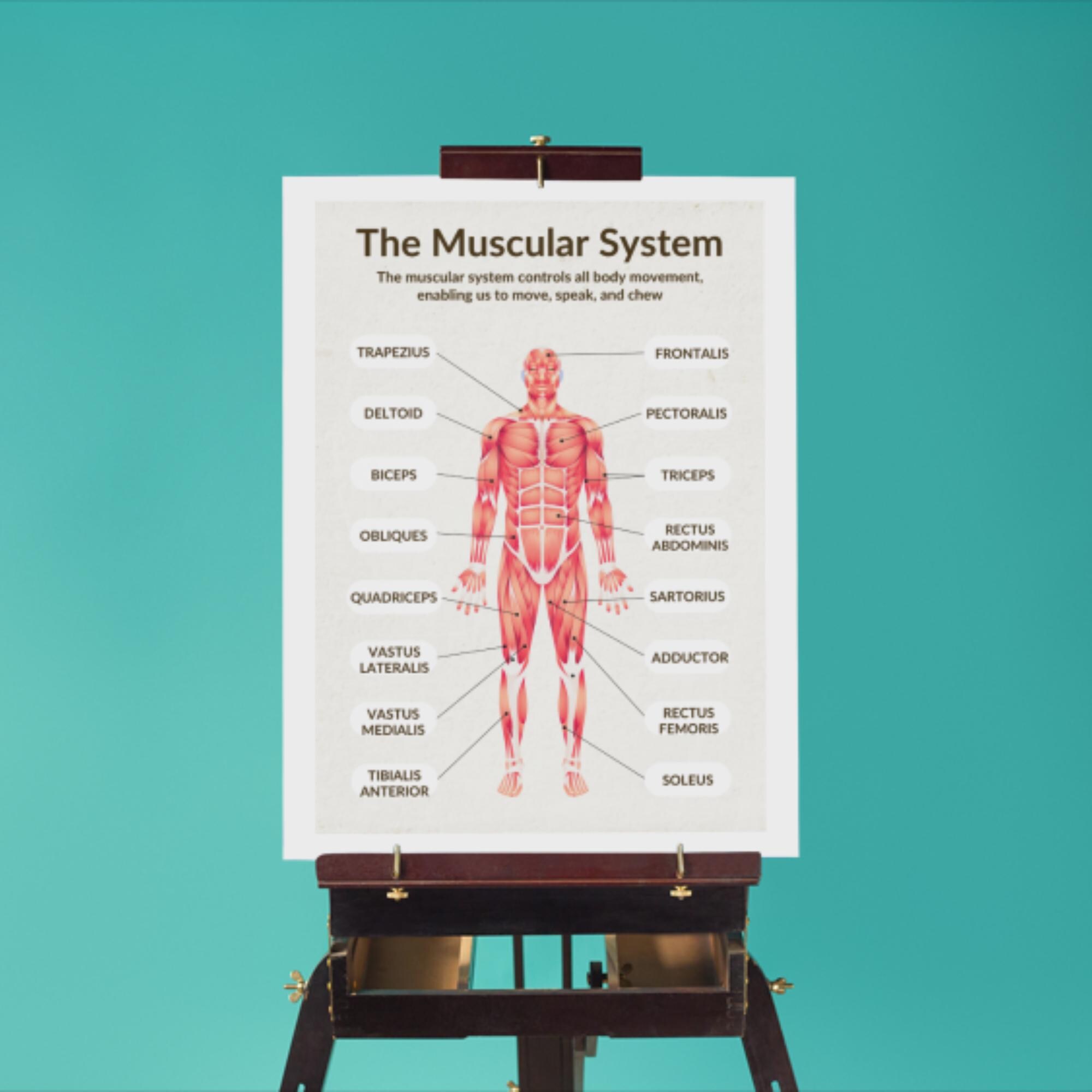 Human Muscular System Anatomy Poster Set: Educational Charts (digital ...