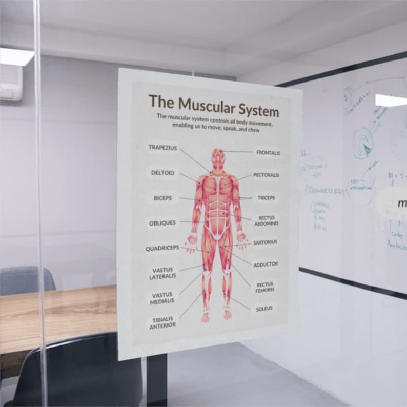 Human Muscular System Anatomy Poster Set: Educational Charts (digital ...
