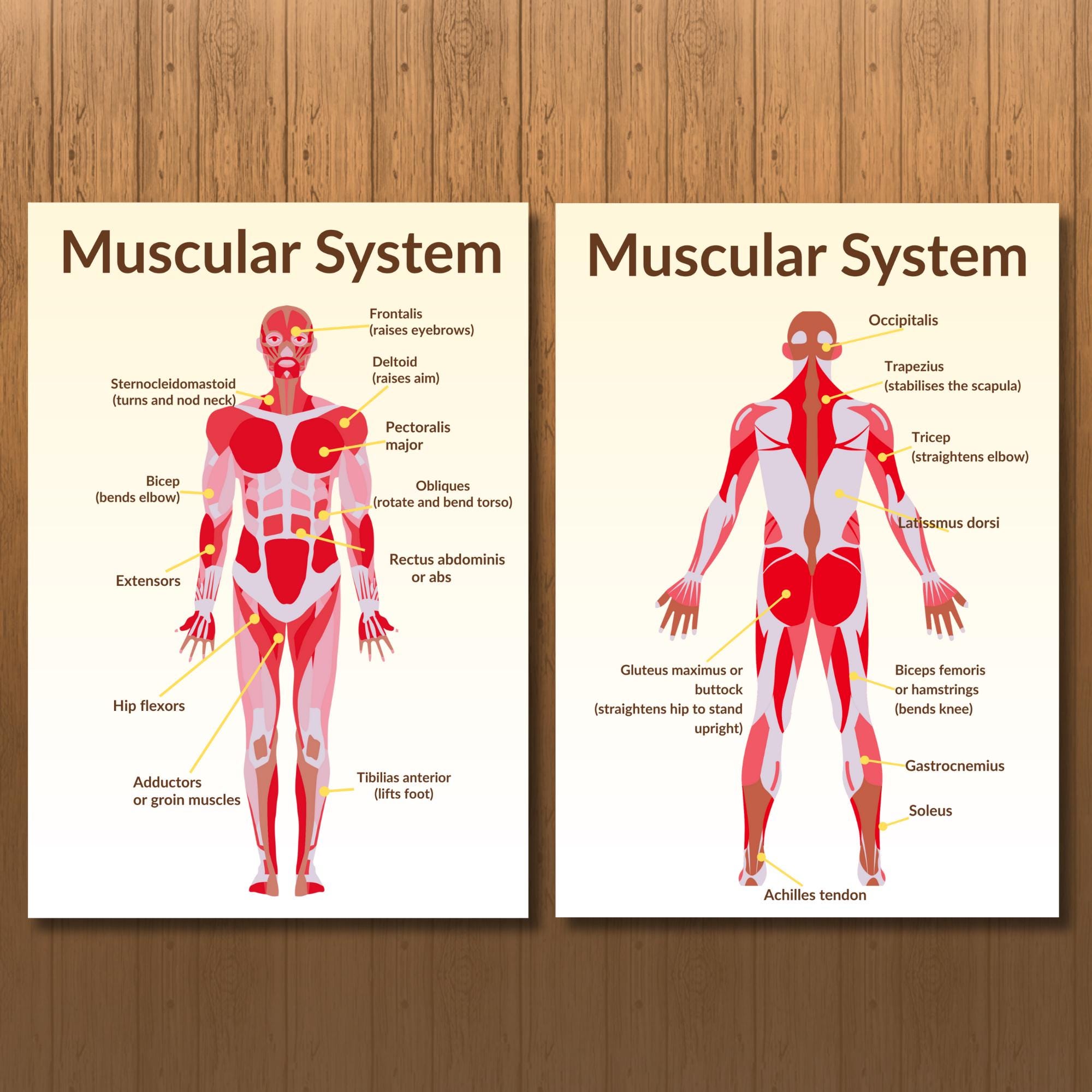 Human Muscular System Anatomy Poster Set: Educational Charts (digital ...