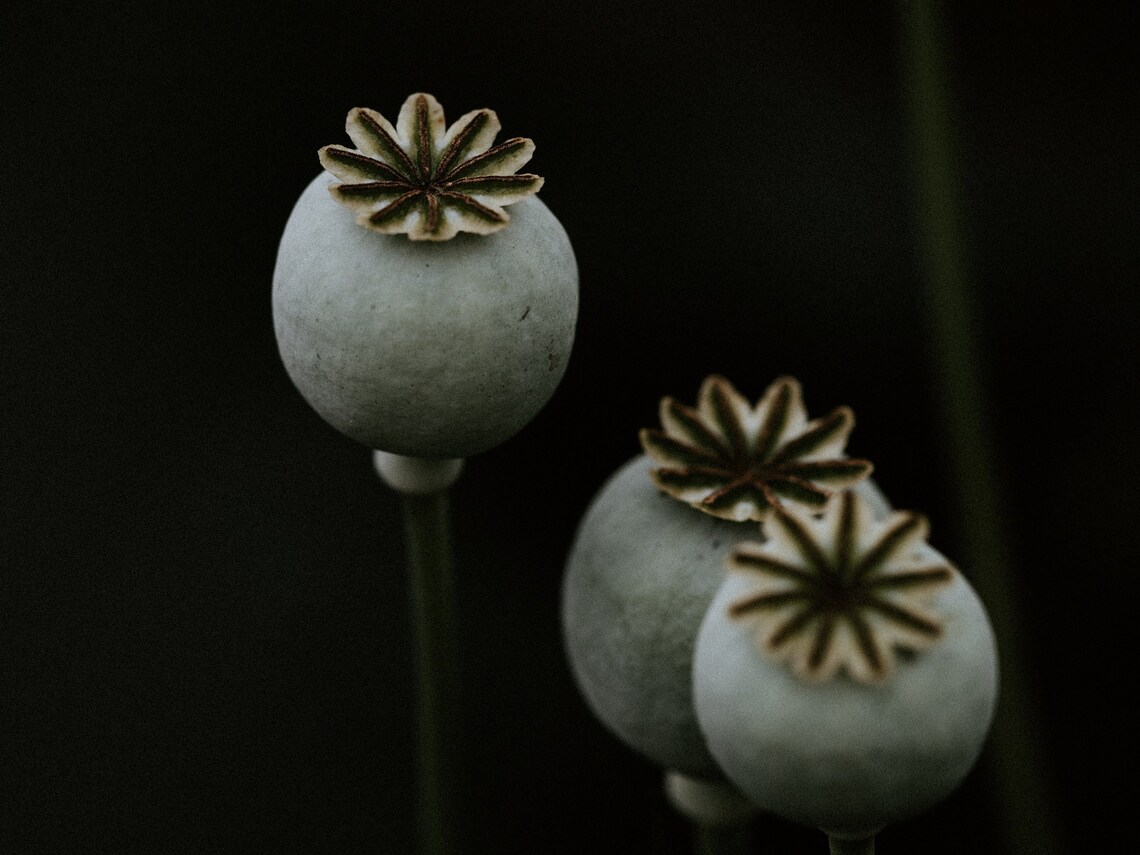 Blue Poppy Seeds for Tea / 450g Fresh & Organic Blue Poppy Seeds ...