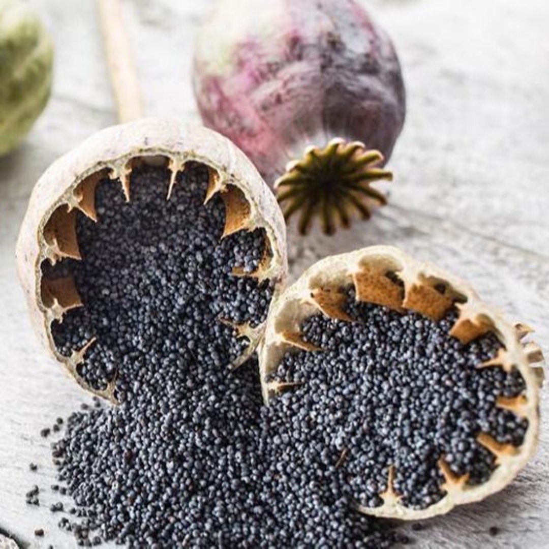 BLUE POPPY SEEDS 1oz - 4lbs Organic / Handmade / Fresh Blue Poppy Seeds ...