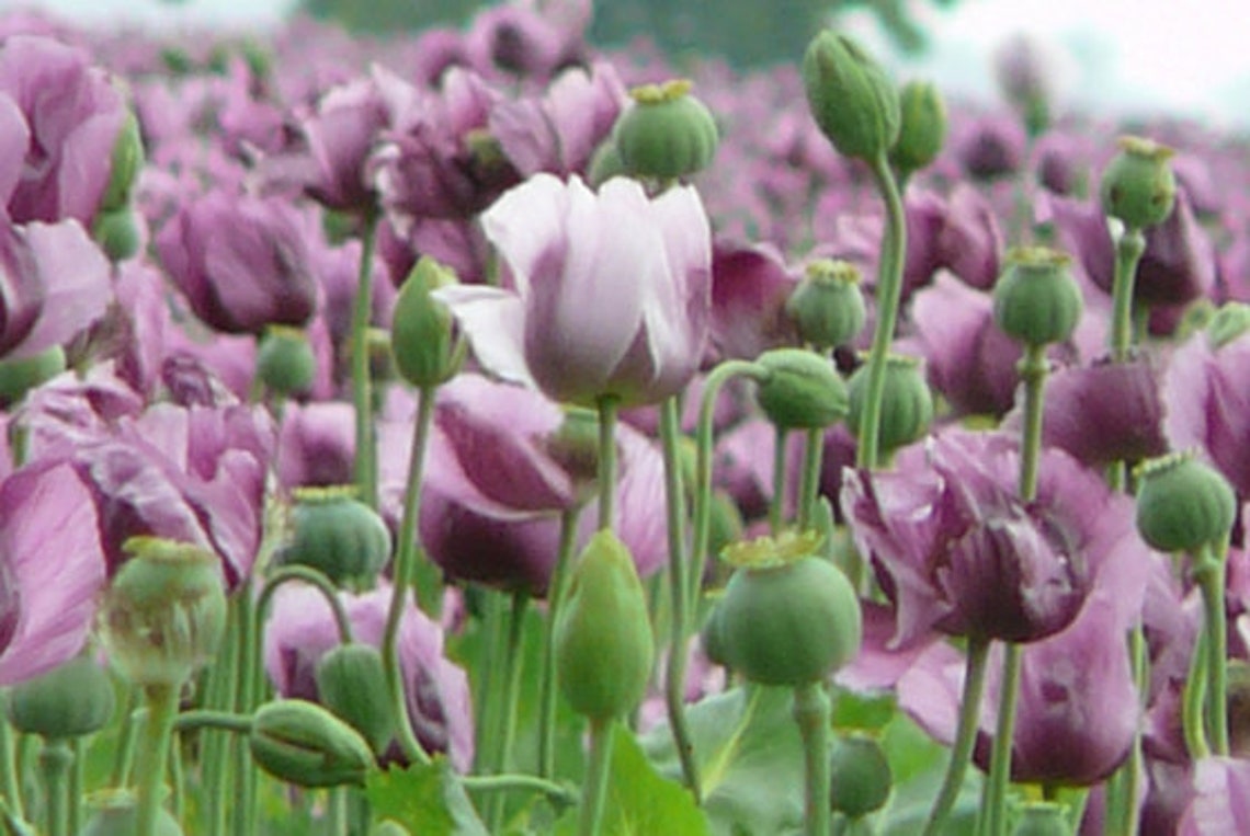 Blue Poppy Seeds for Tea / 450g Fresh & Organic Blue Poppy Seeds ...