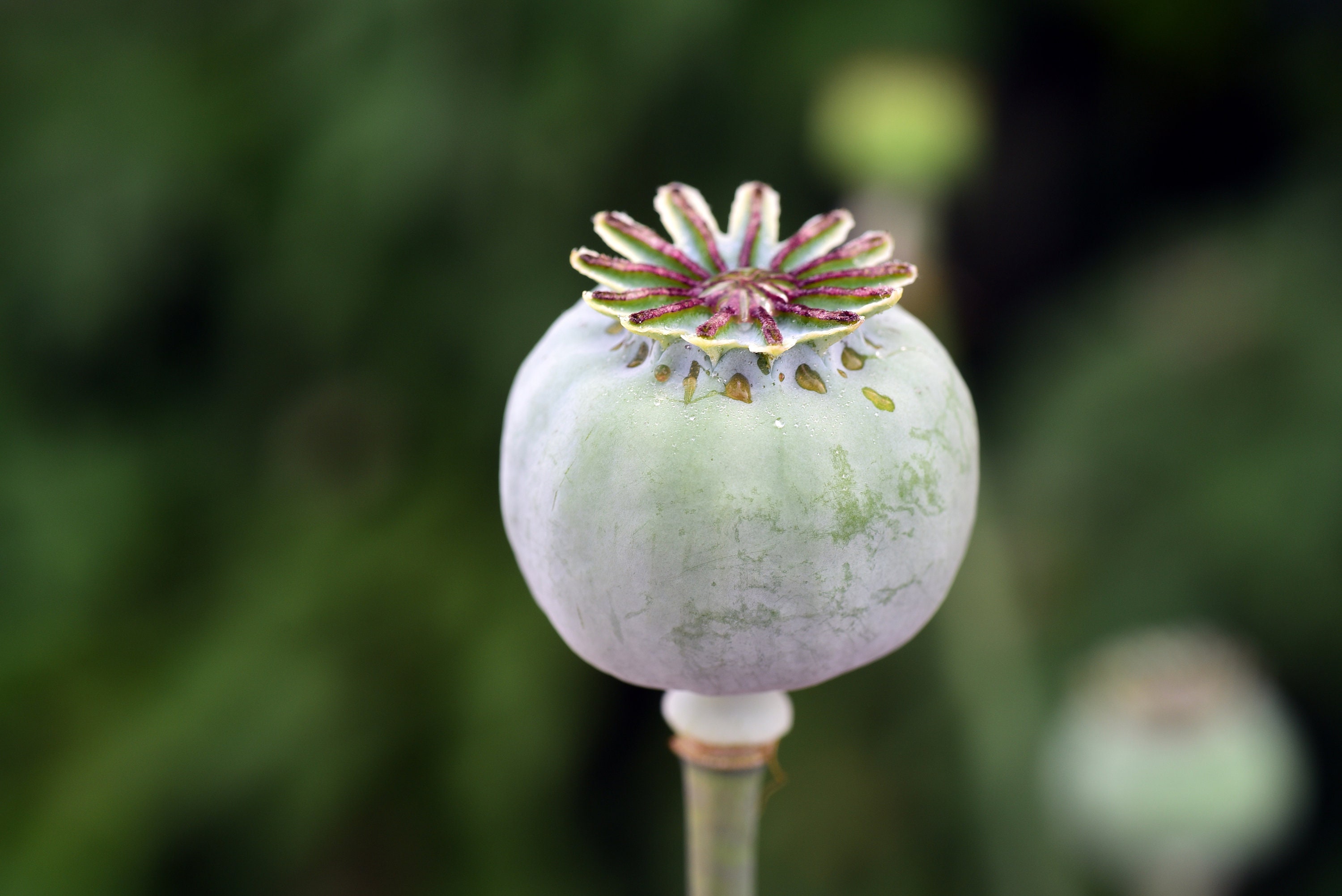 1,85kg Poppy Seeds for Tea / Fresh & Organic Blue Poppy Seeds ...