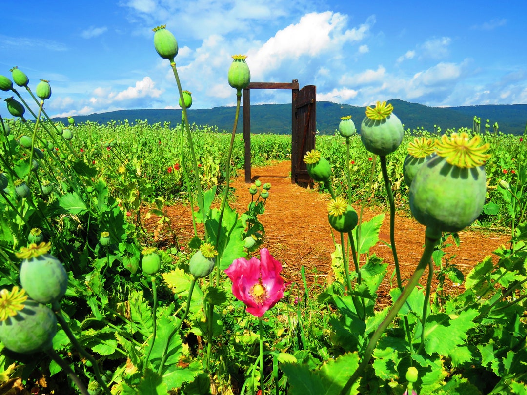 POPPY SEEDS for TEA - Organic Poppy Seeds 50 G / 100 G / 200 G / 450 G ...